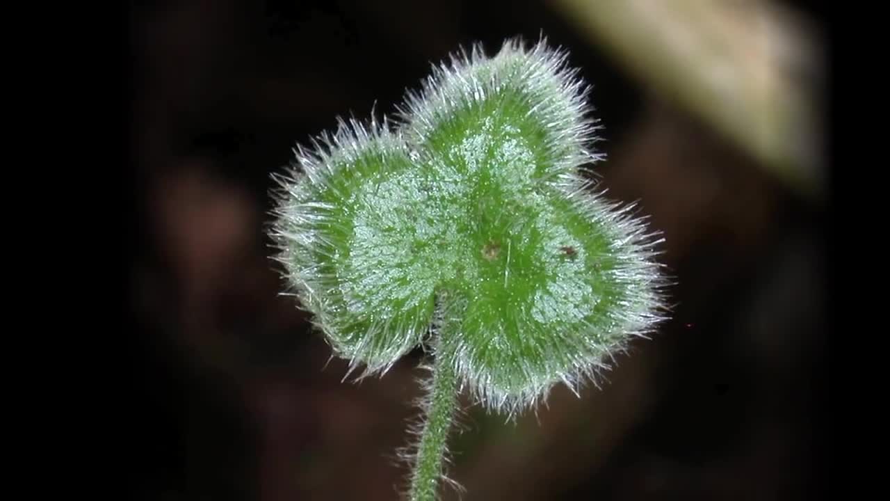 The Fern Life Cycle by prof. Eddie Watson from Colgate University | Al ...