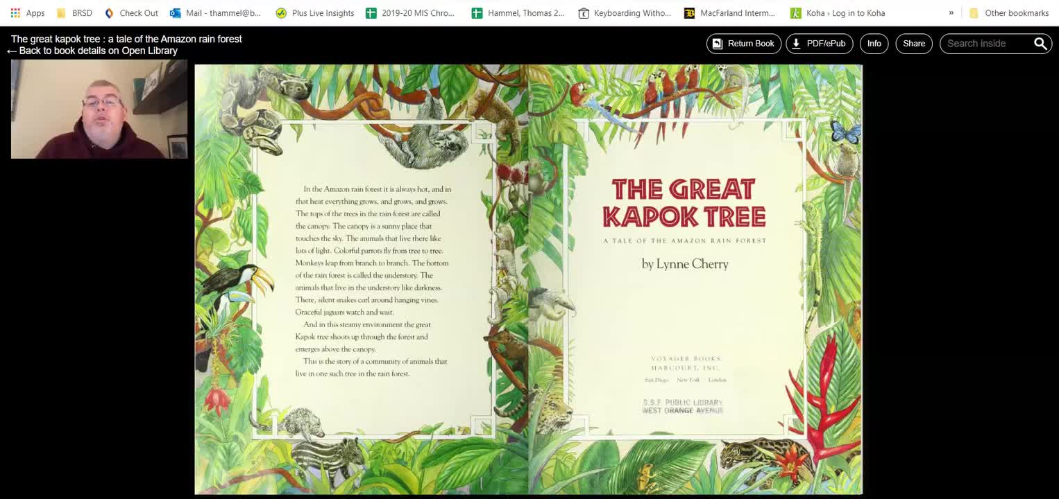 Kapok Tree In Rainforest