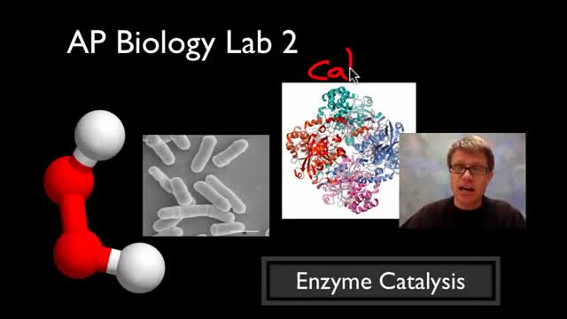 Enzyme Lab - Introduction | Kealakehe High School
