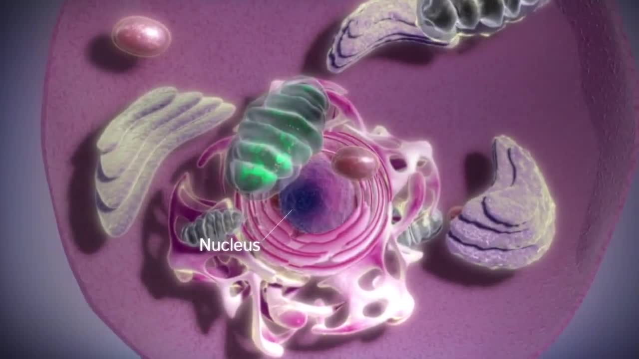 DNA to protein | Kealakehe High School