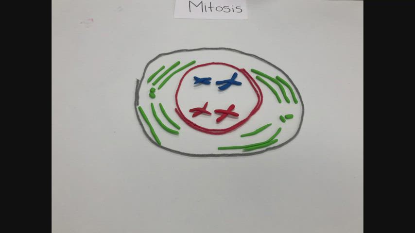 P.1 Mitosis Video | King/Drew Magnet High School of Medicine and Science